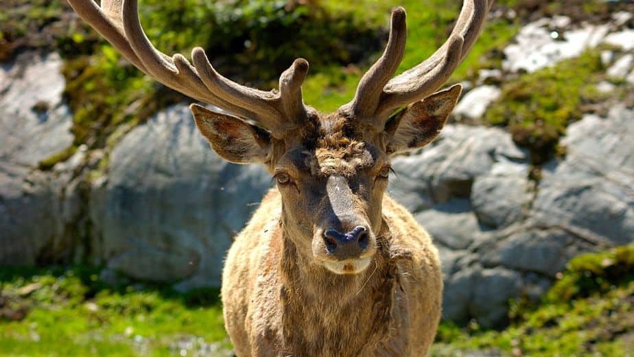 Are Elk Color Blind? The Ultimate Truth!