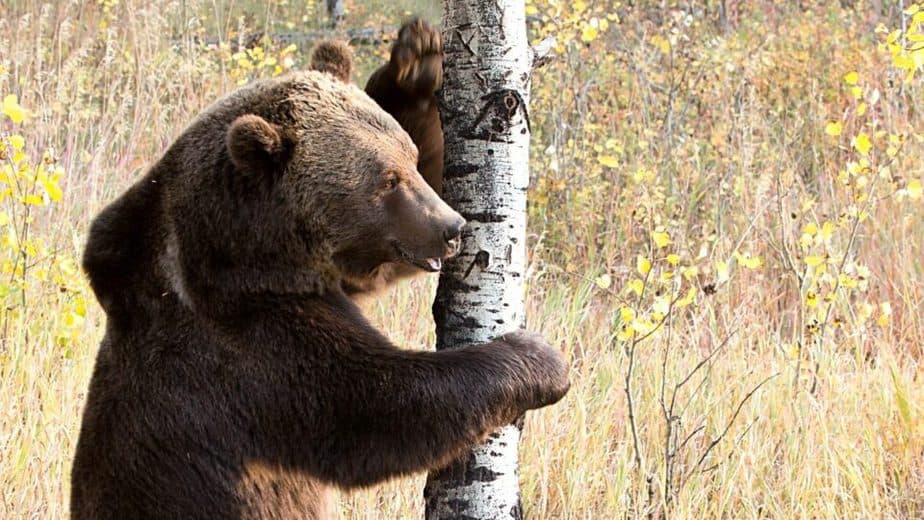 Can Grizzlies Climb Trees? #1 Shocking Secret Revealed!
